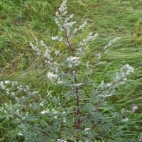 Bari cina | Biodiversity Warriors | Kehati