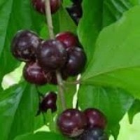 Buah rukam atau rukem | Biodiversity Warriors | Kehati