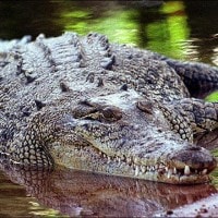 Buaya Muara, Buyaa | Biodiversity Warriors | Kehati