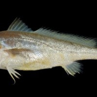 Ikan Gulamah atau Tigawaja | Biodiversity Warriors | Kehati