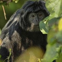 Lutung Budeng / Lutung Jawa | Biodiversity Warriors | Kehati