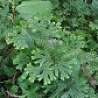 Paku Rane | Biodiversity Warriors | Kehati