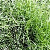 Rumput manila | Biodiversity Warriors | Kehati