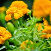 bunga taik ayam | Biodiversity Warriors | Kehati